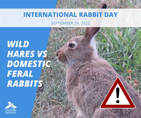 International Rabbit Day