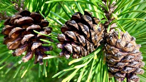 Diffe Types Of Pine Trees In Pennsylvania