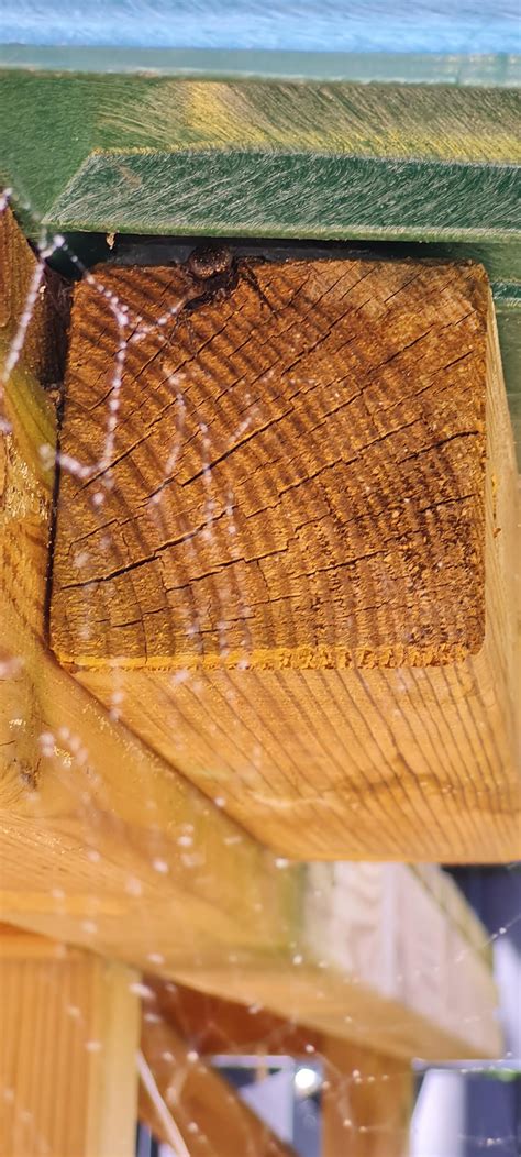 Who Is This Very Hungry Spider Rwhatsthisbug