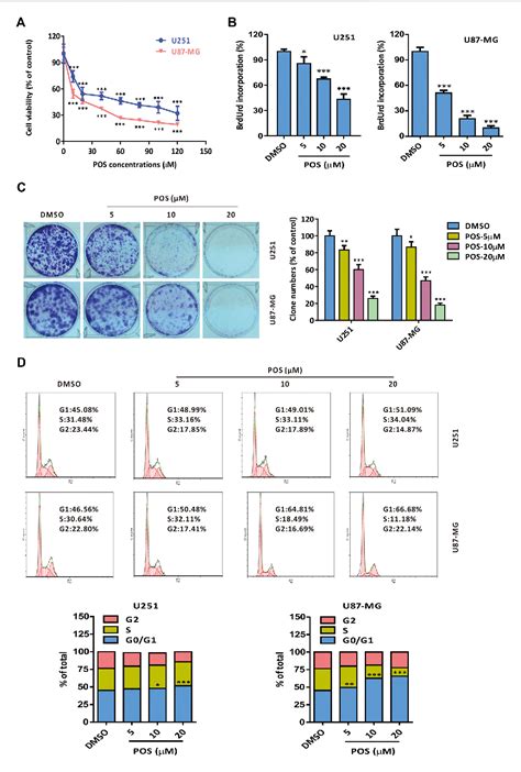 Figure 1 From Posaconazole Inhibits The Stemness Of Cancer Stem Like