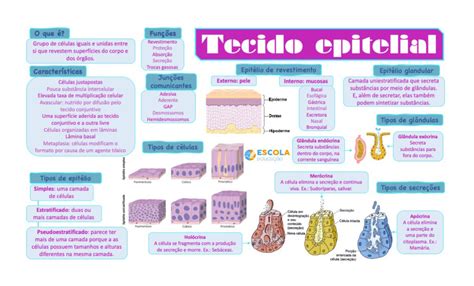 Mapa Mental De Tecido Epitelial REVOEDUCA
