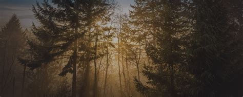 TREE TRIMMING PRUNING Andy S Tree Services Inc