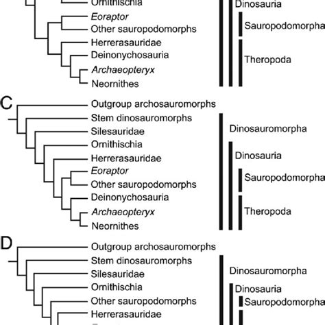 Simplified Topologies Of Phylogenetic Trees Used In This Study A The