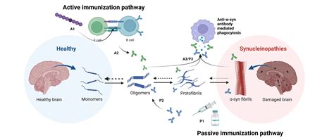 Ub 312 Parkinsons Peptide Produces Antibodies Targeting α Synuclein