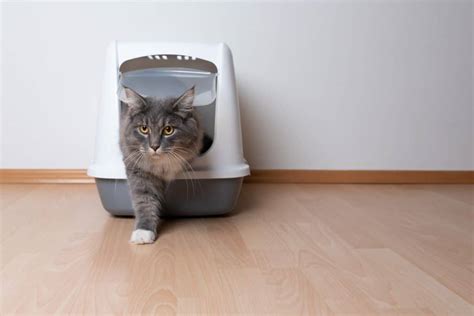 Comment attirer un chat adulte dans sa litière