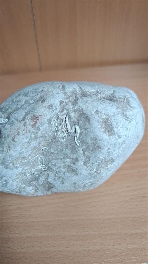 Help In Fossil Identification R Fossils