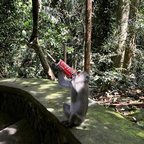 Ubud Monkey Forest Scrolller