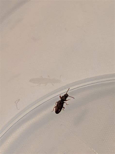Found This Bug In My Rice Which Is Stored In A Dry Goods Container It