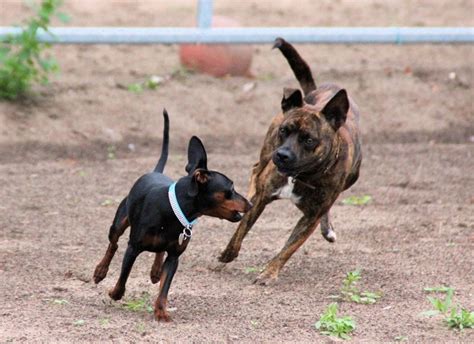 Cómo es el perro Pinscher miniatura