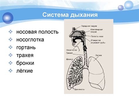 Органы дыхания - презентация онлайн