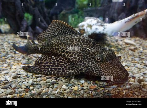 Orinoco Sailfin Catfishpleco Pterygoplichthys Multiradiatus Stock
