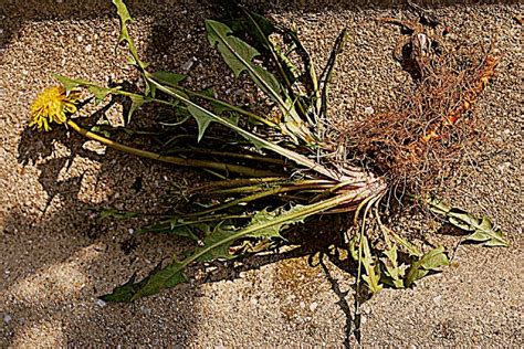 Dandelion Root Benefits And Side Effects