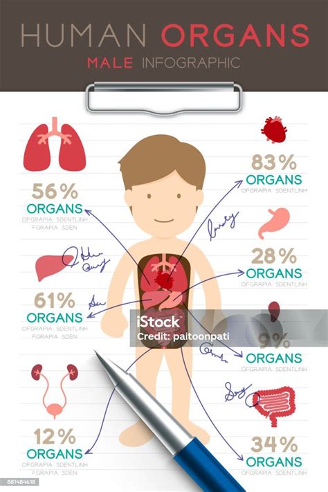 Infographic 남성 인간 장기 설정된 의사 글 종이 차트 복사 공간 절연 패드 개념 아이디어 일러스트 과학에 대한 스톡