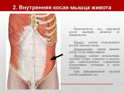 Мышцы шеи презентация онлайн