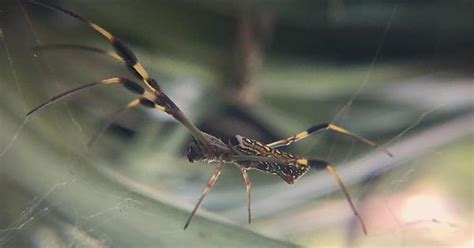 Orb Weaver Album On Imgur