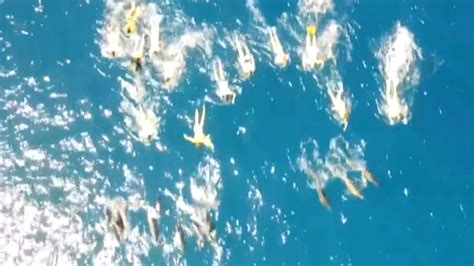 Watch Cbs Evening News 33 Swimmers Accused Of Harassing Dolphins