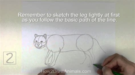 How To Draw An Ocelot YouTube