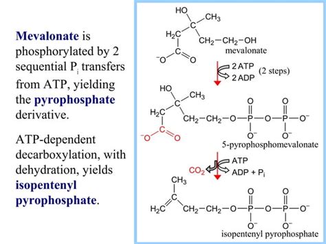 Biosynthesis Of Cholesterol Sir Khalid Biochem Ppt