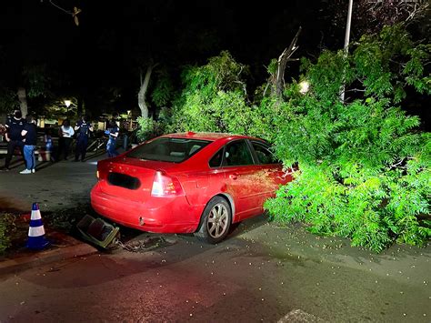 Vehículo Pierde El Control Y Choca Contra Un árbol En El Paseo De San