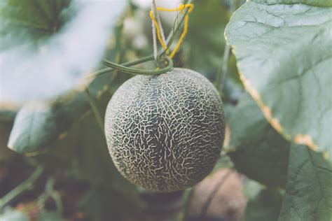 Kecambah Muda Melon Jepang Atau Melon Hijau Atau Tanaman Melon Cantaloupe Yang Tumbuh Di Rumah