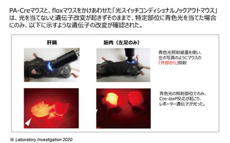 Pa Creマウス With Magnet System 株式会社セツロテック