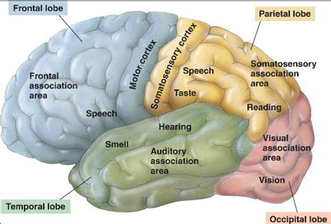 대뇌겉질 두정엽 후두엽 측두엽 브로드만의 영역 네이버 블로그