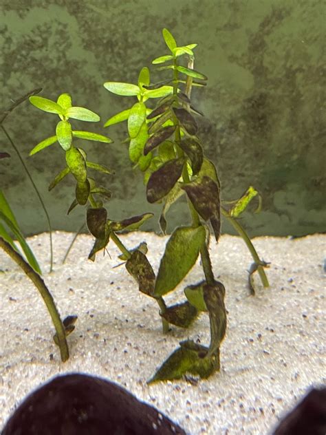 Help Identifying And Dealing With This Algae Plants Algae And Fertilizers Aquarium Co Op Forum