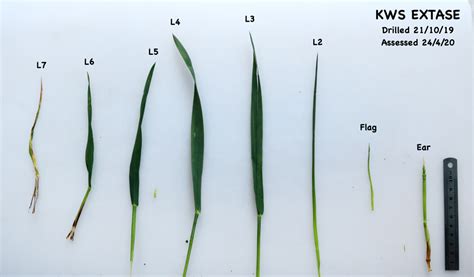 Variable Winter Wheat Flag Leaf Emergence Presents Challenge To Growers Farmers Guide