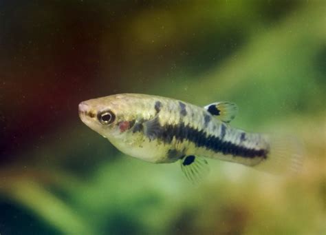 Vivíparo Anão Peixe Características Alimentação Habitat E Onde