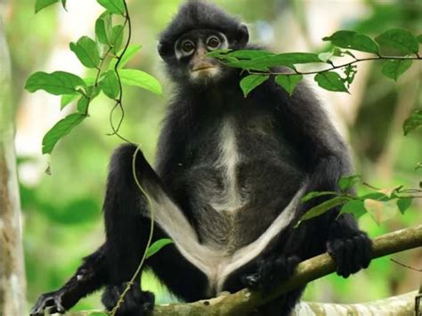 Newly Discovered Monkey Species Are Critically Endangered Monkey