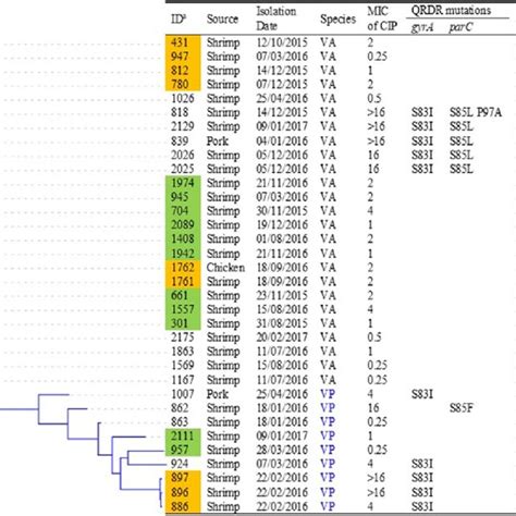 Maximum Likelihood Phylogenetic Tree And Strain Information Of Download Scientific Diagram
