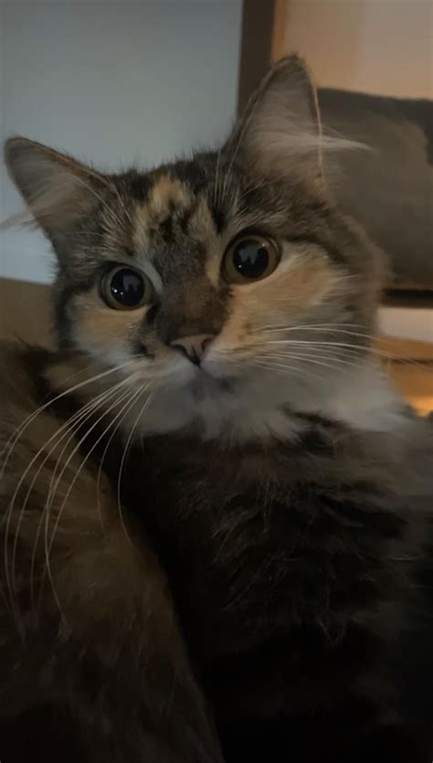 Is My Cute Chirpy Girl A Tortie Rtorties