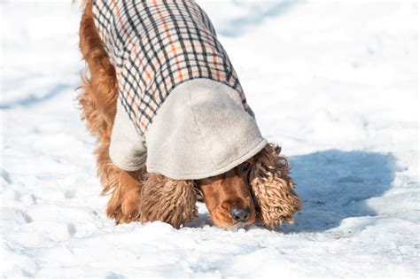 Cocker Spaniel Hund Mit Mantel Im Schnee Stockfoto Und Mehr Bilder Von