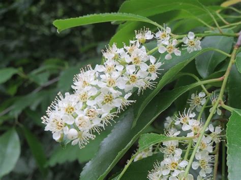 Prunus Serotina Black Cherry Wild Cherry Wild Rum Cherry North