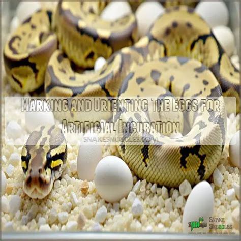 Incubate Ball Python Eggs Pro Secrets To 90 Hatching Success