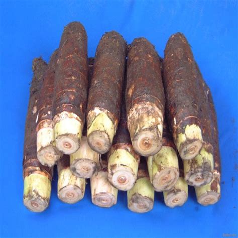 福鼎芋详细介绍特点 福鼎特产 特色谷
