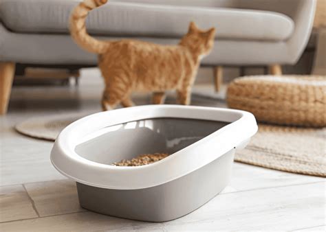 ¿qué Pueden Comer Los Gatos Guía Completa De Alimentación Blog Felinus