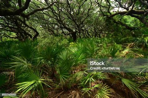 고밀도 톱 Palmetto Understory 참나무 숲의 높은 관점 0명에 대한 스톡 사진 및 기타 이미지 0명 갈색