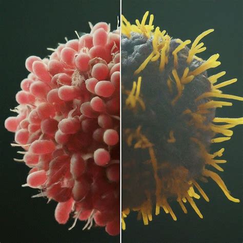 Dichotomy And Dualism [key Difference] Licchavi Lyceum