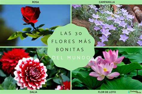 Las Flores Más Hermosas Rosa Hortensia Orquídea Tulipán Y Más