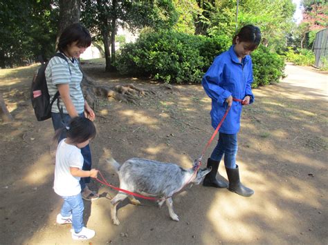 分園秋の部第一回ヤギのクリーンパトロールと花壇づくり開催しました！ 東板橋公園｜板橋こども動物園と徳丸ヶ原公園｜こども動物園高島平分園