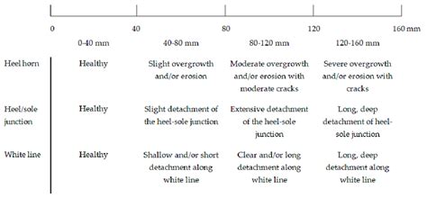 Tagged Visual Analogue Scale Tvas For Claw Lesion Scoring In Sows Tagged Visual Analogue Scale Tvas For Claw Lesion Scoring In Sows