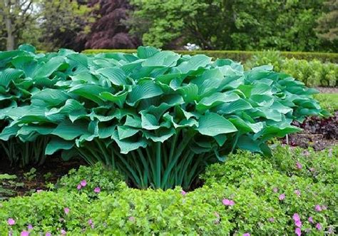 Funkia HOSTA KROSSA REGAL Internetowy Sklep Ogrodniczy Podkarpackie Sady