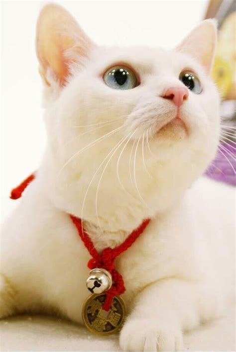 大人気の白猫“あなごちゃん”が白猫界のスター“ハローキティー”とまさかのコラボ♡限定グッズまとめ となりねこ