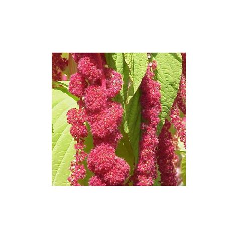 Semillas De Amaranto Amaranthus Caudatus Kiwicha Seeds