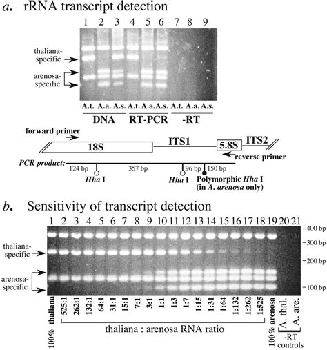 Restricted Chromosomal Silencing In Nucleolar Dominance Pnas