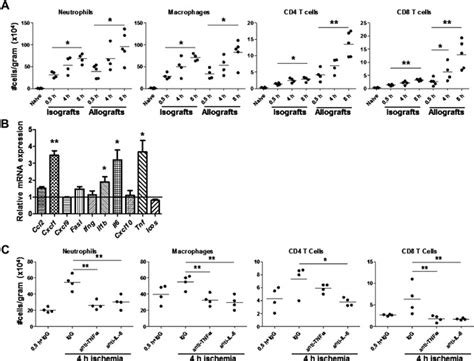 Prolonged Cold Ischemia Increases Early Infiltration Of Innate And Download Scientific Diagram