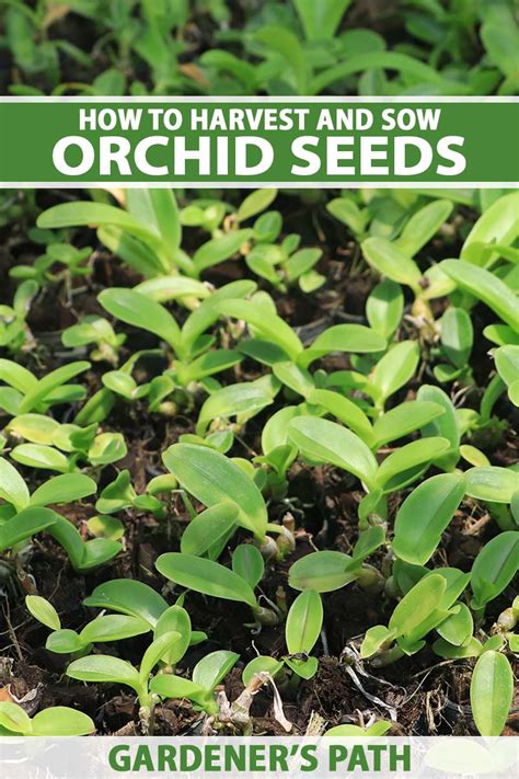 How To Propagate Orchids From Seed Gardeners Path Reportwire