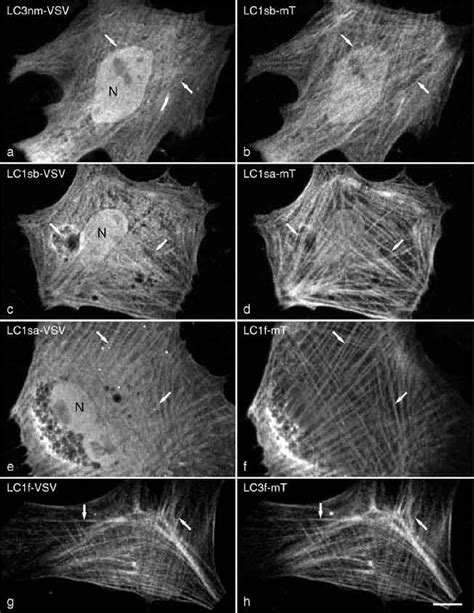 Figure 3 From Fast Skeletal Muscle Isoforms Exhibit The Highest