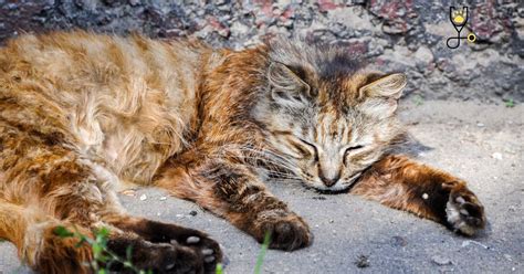 What Is Renal Amyloidosis In Cats Causes Symptoms Prevention